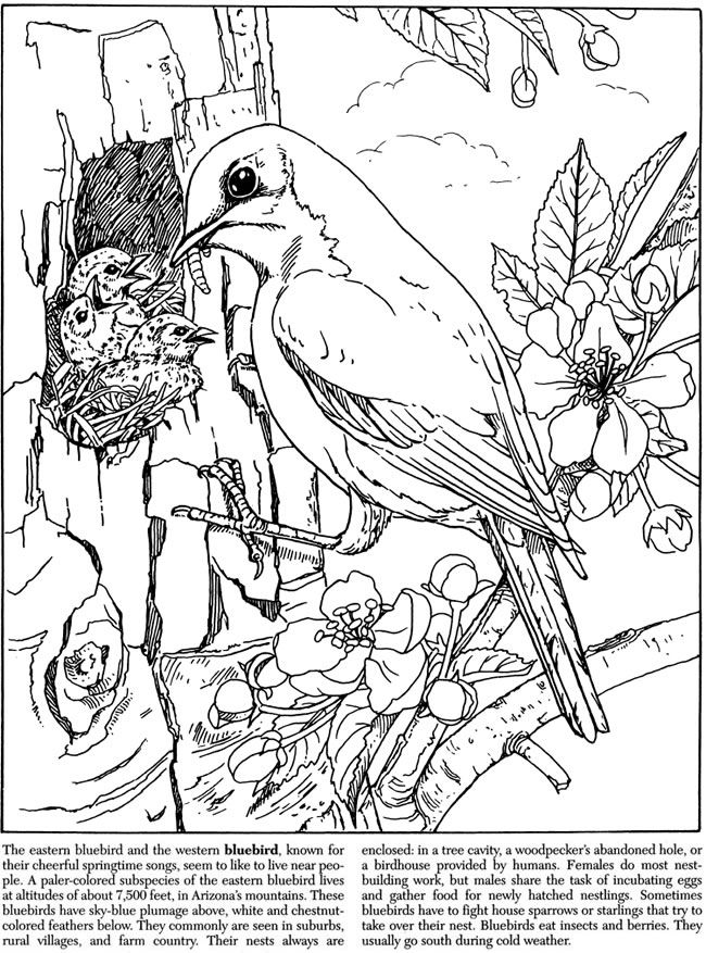 coloring pages of birds and insects