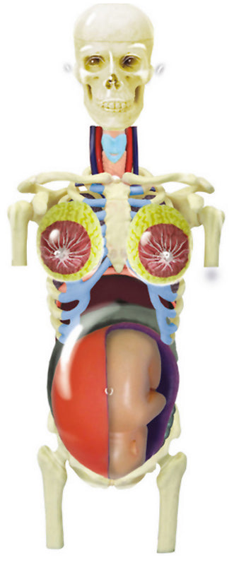 4D Transparent Pregnancy Model – Miller Pads & Paper
