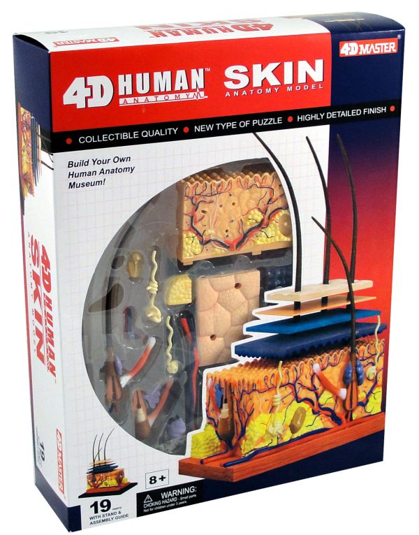 Skin Anatomy Model – Miller Pads & Paper