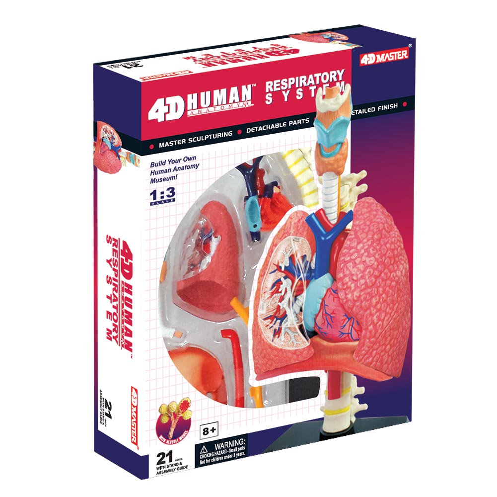 4D Human Respiratory Model – Miller Pads & Paper