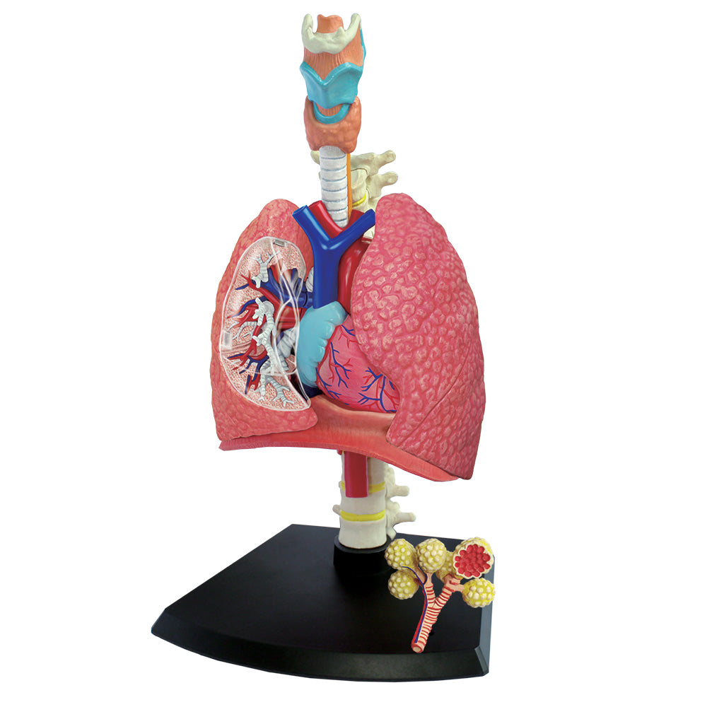 4D Human Respiratory Model – Miller Pads & Paper