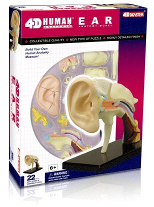 Ear Anatomy Model – Miller Pads & Paper