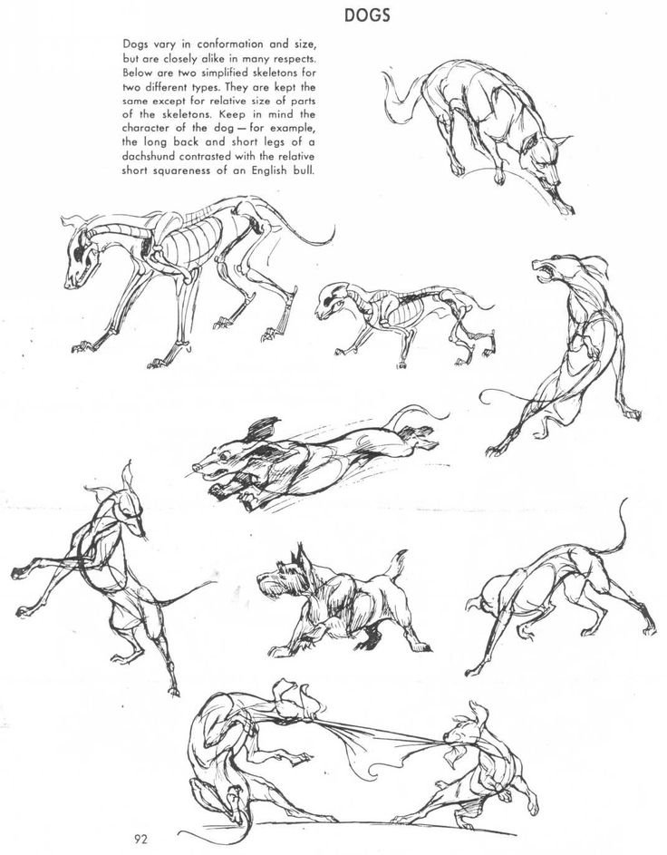 The Art of Animal Drawing: Construction, Action Analysis, Caricature ...