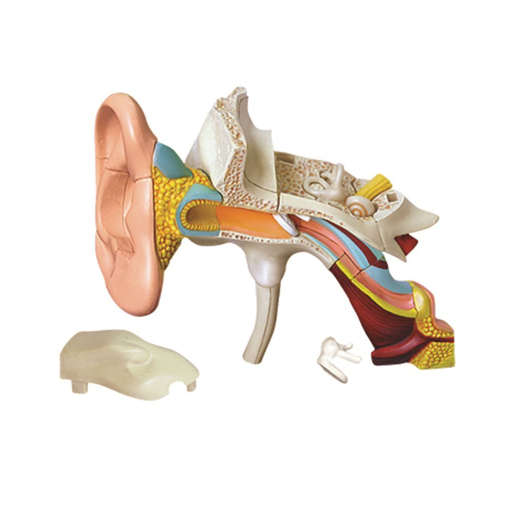 Ear Anatomy Model – Miller Pads & Paper