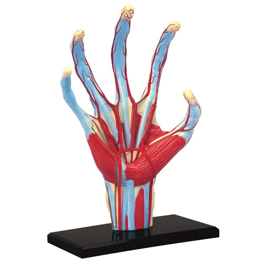 Hand Anatomy Model – Miller Pads & Paper