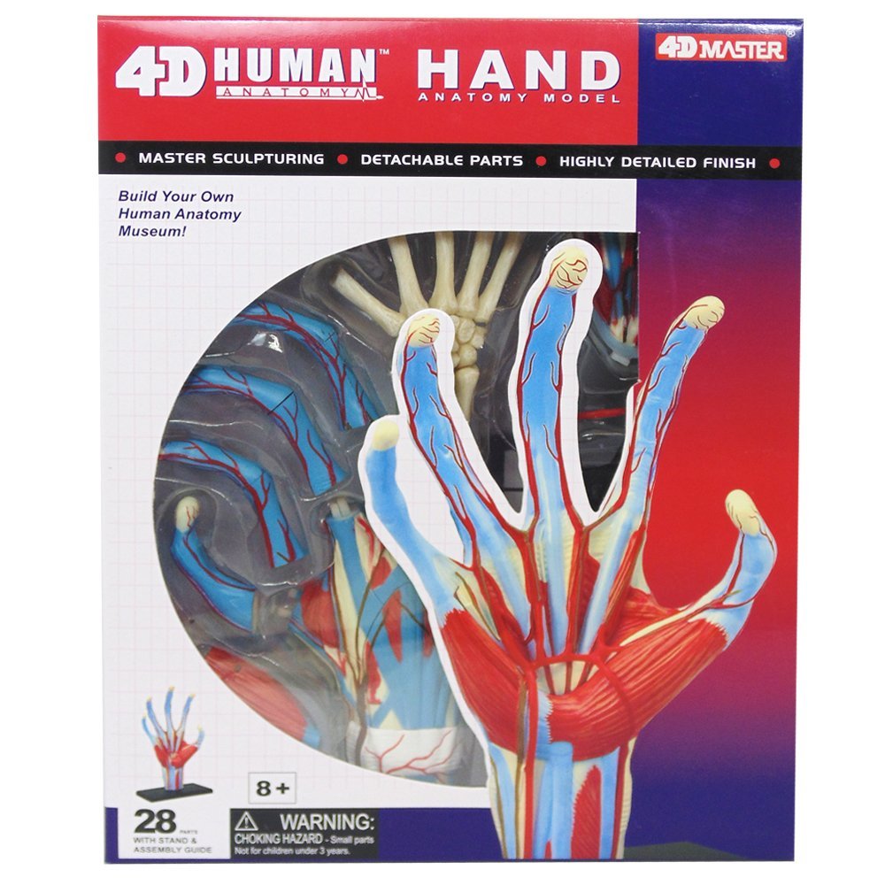 Hand Anatomy Model – Miller Pads & Paper
