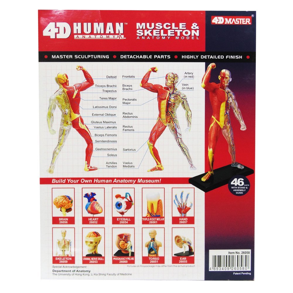 Muscle and Skeleton Anatomy Model – Miller Pads & Paper