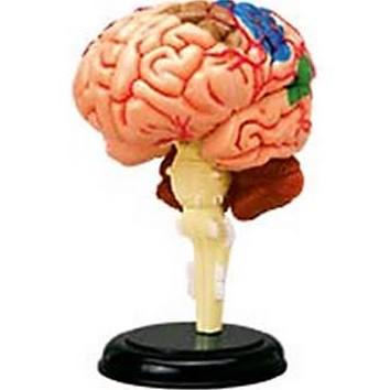 4D-Human Anatomy Brain Model – Miller Pads & Paper