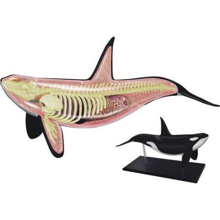 4D Orca Anatomy Model – Miller Pads & Paper