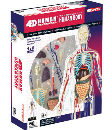 4D Transparent Human Body Anatomy Model – Miller Pads & Paper